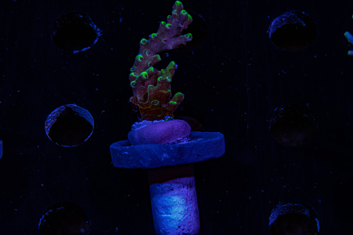 ORA, Purple Plasma , Acropora – Motor City Corals