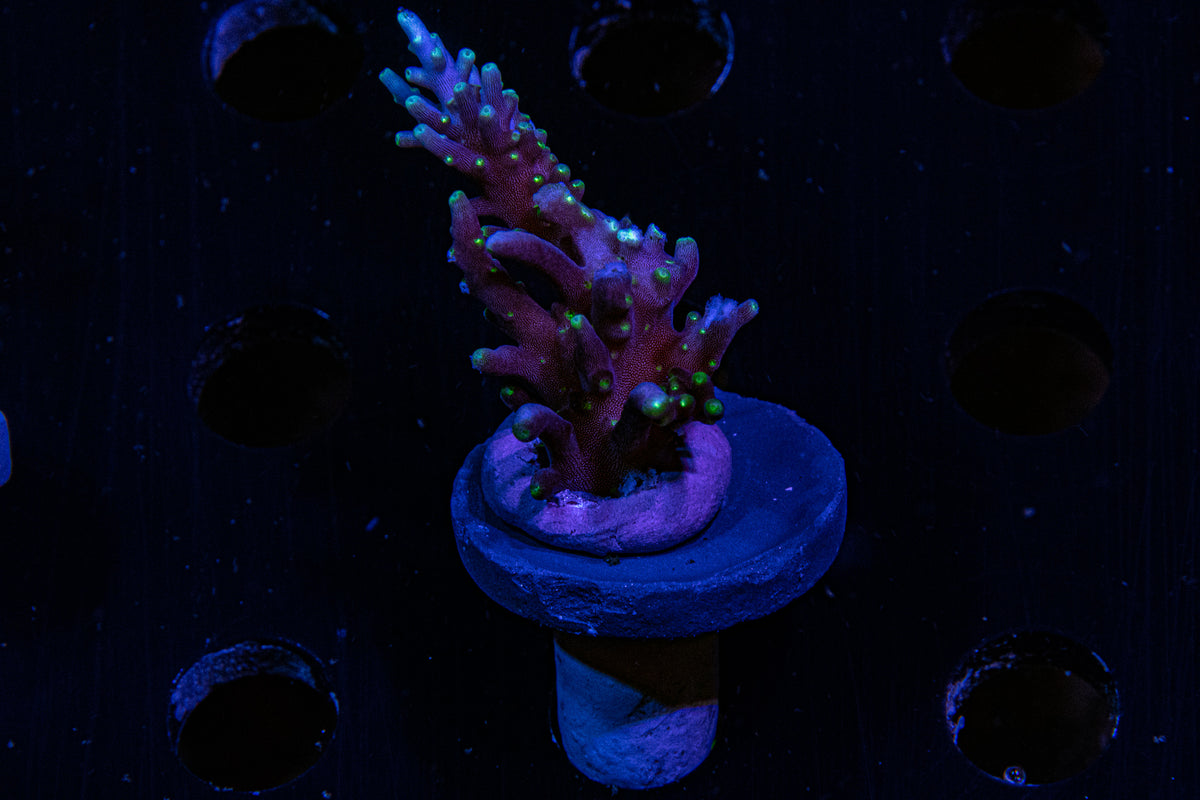 Jason Fox , Kamikaze Acropora – Motor City Corals