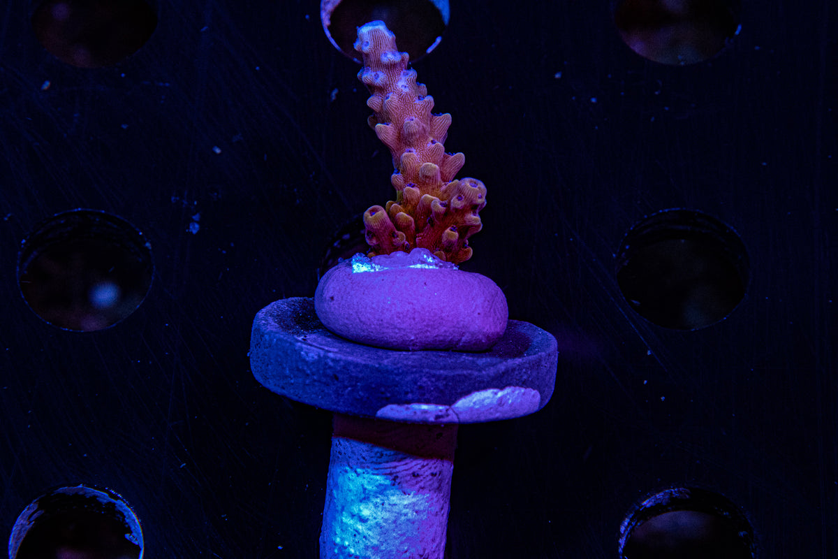 Reef Raft , Pink Cadillac – Motor City Corals