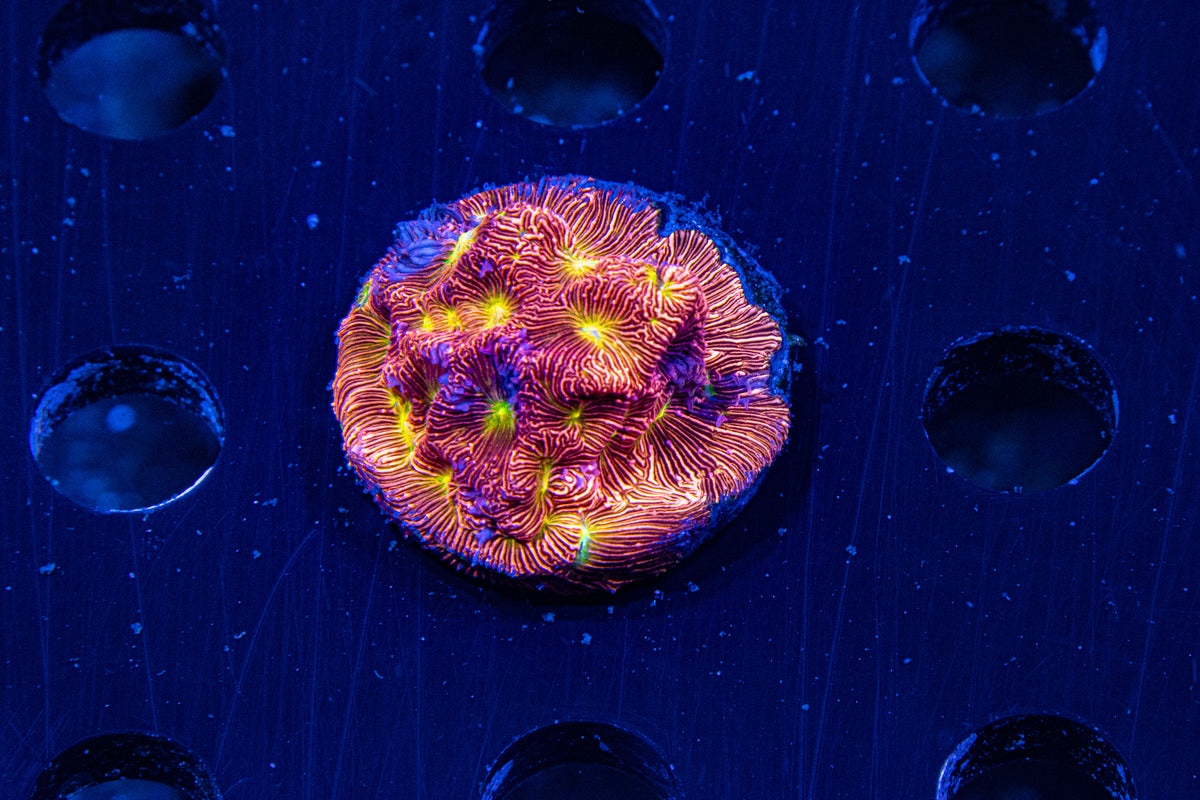 Jason Fox , Jack o lantern – Motor City Corals