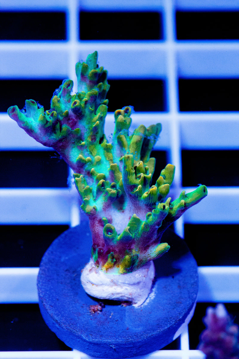 TSA, Bill Murray – Motor City Corals