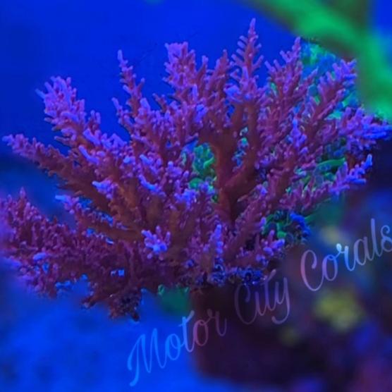 Red Dragon Acropora - Motor City Corals