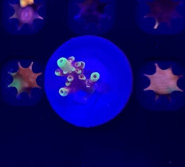 Jason Fox , Fox flame – Motor City Corals