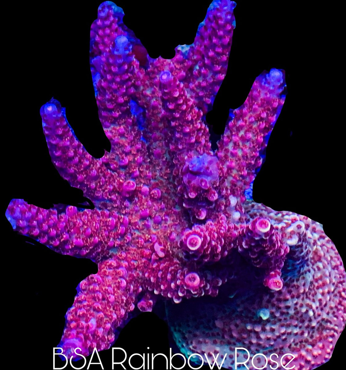 BSA, Rainbow Rose – Motor City Corals