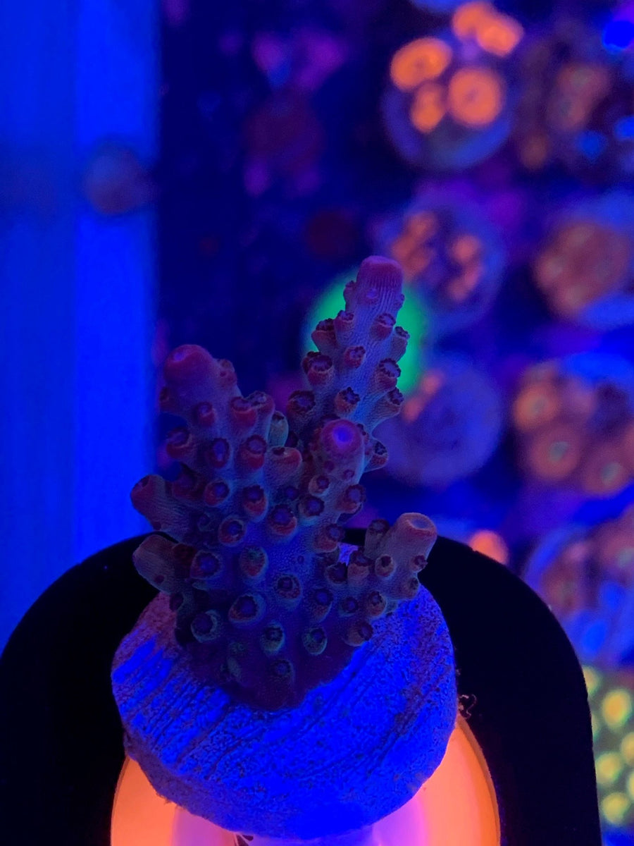 Red Robin Stag Acropora - Motor City Corals
