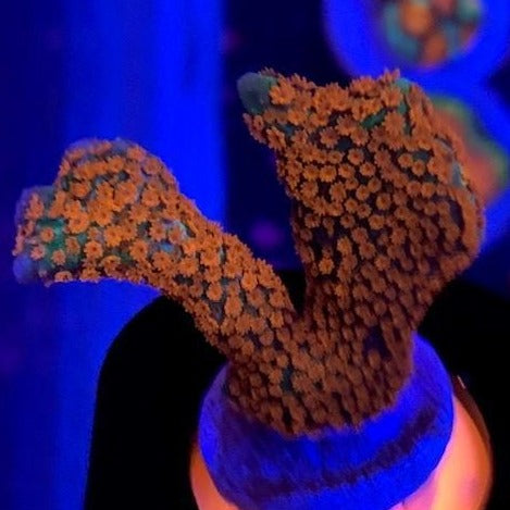 Superman Digitata Montipora - Motor City Corals
