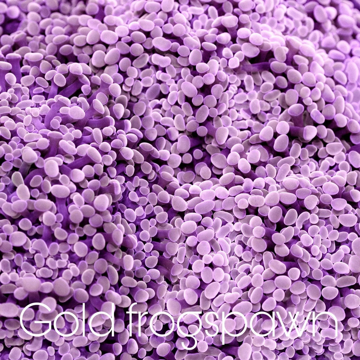 Gold Frogspawn - Motor City Corals