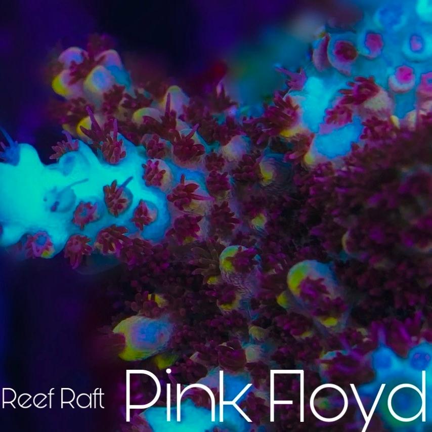 Reef Raft Pink Floyd Acropora - Motor City Corals