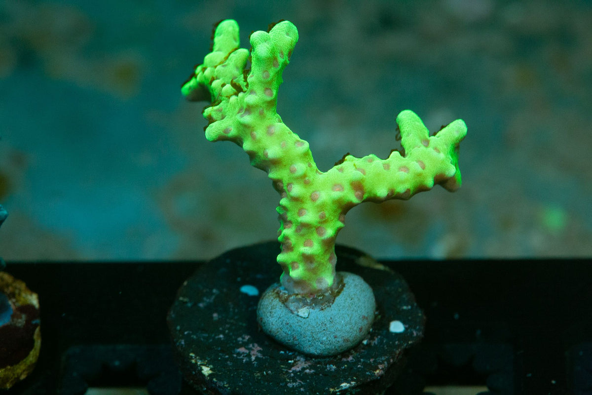 Reef Raft, Golden Rod – Motor City Corals