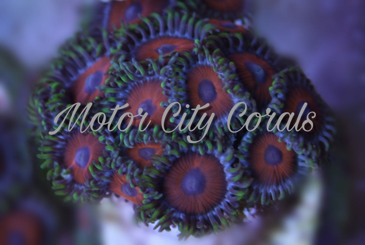 Whimmin Watermelons, Zoanthid - Motor City Corals